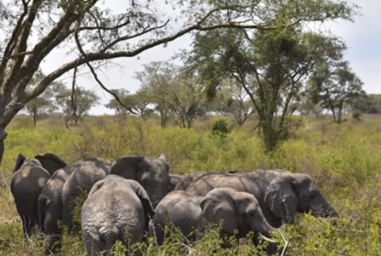 Uganda Wildlife Authority Unveils Six New National Parks